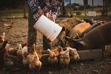 Pig And Chicken Farm Free Stock Photo - Public Domain Pictures
