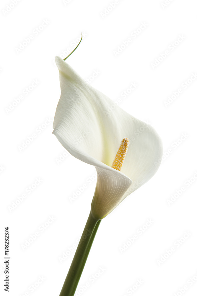 FLOR CALA EN FONDO BLANCO Stock Photo | Adobe Stock