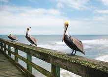 Pelicans And A Pier Free Stock Photo - Public Domain Pictures