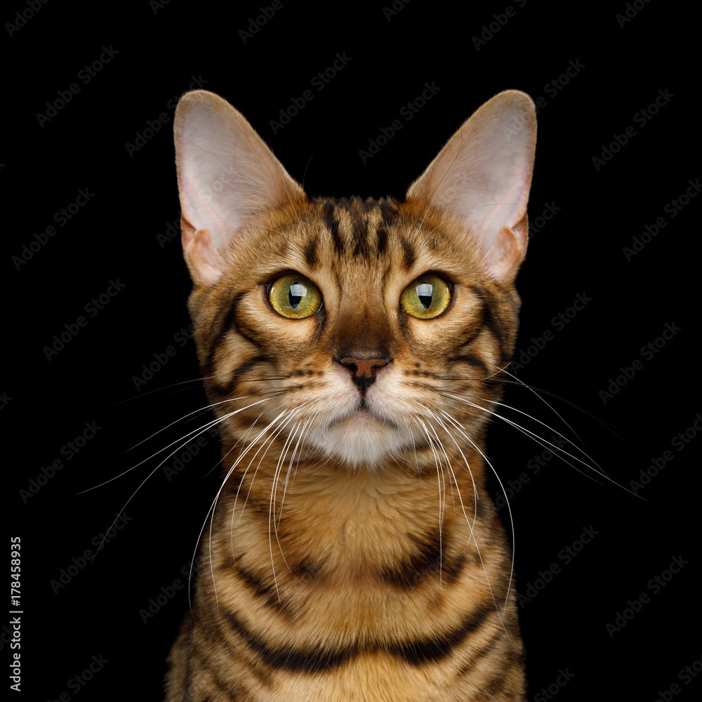 Portrait of Gold Bengal Cat isolated Black Background, front view Stock ...