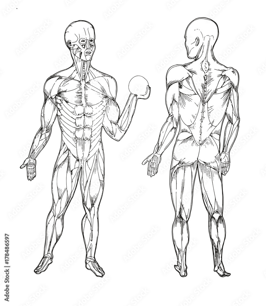 Human body anatomy. Medical illustration. Human bones. Muscle anatomy ...