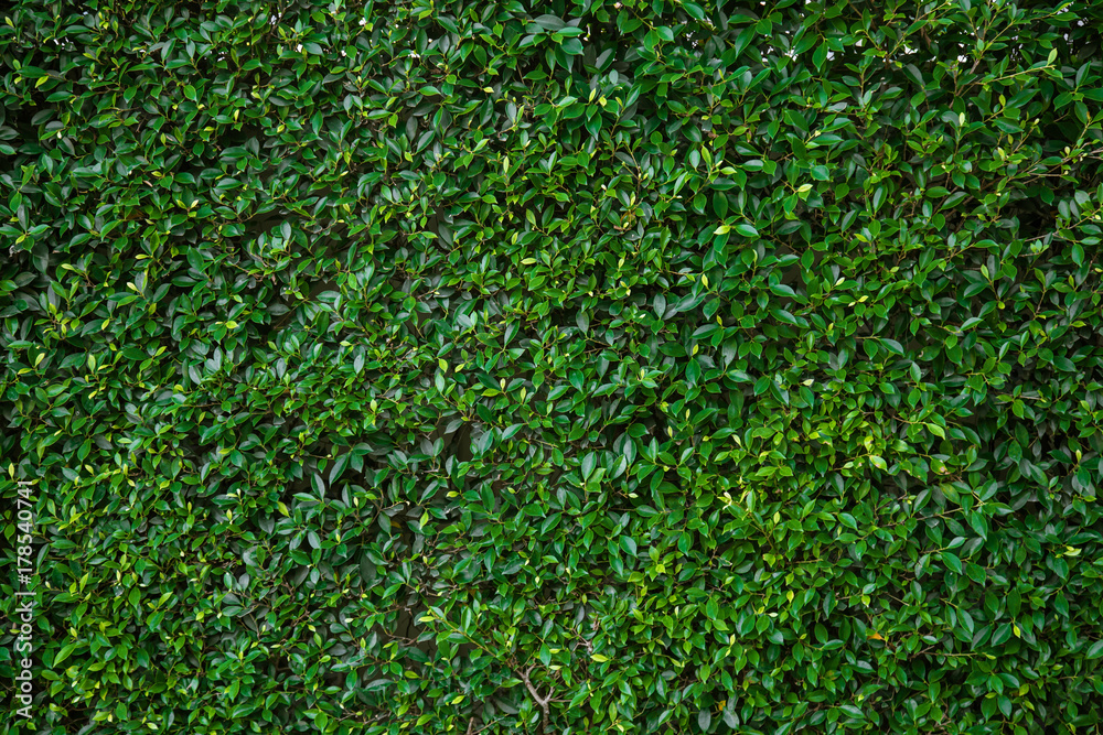 green tree fence of garden wall texture background Stock Photo | Adobe ...