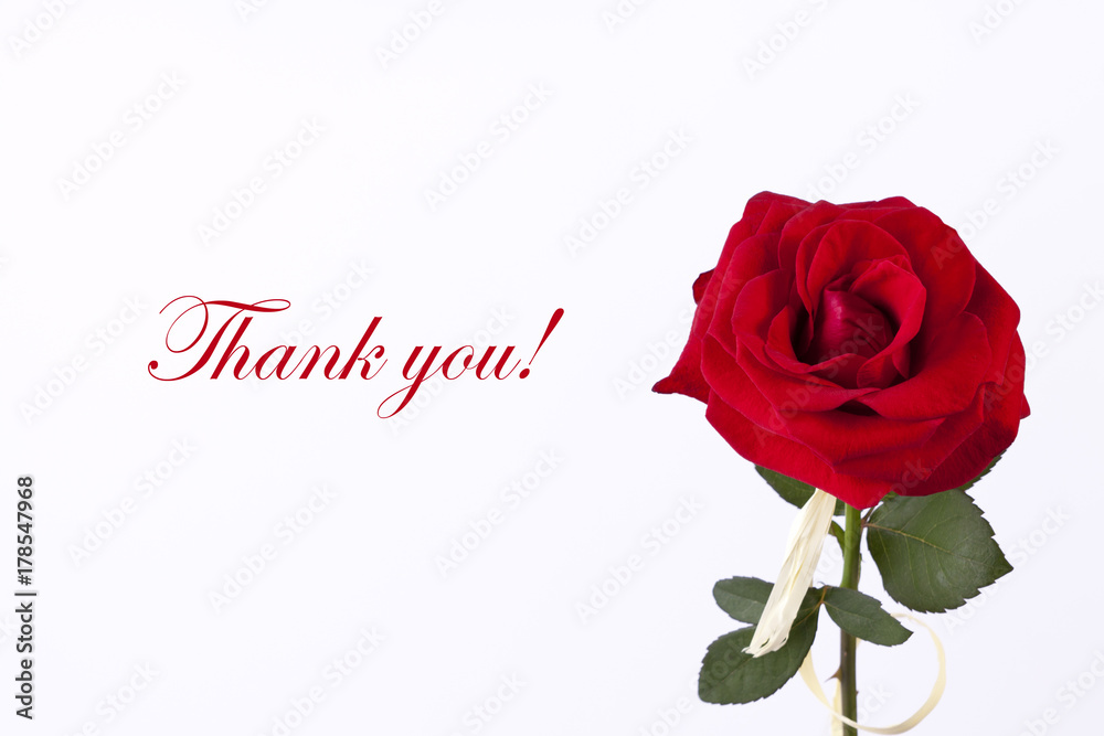 Single red rose on the wthite thank you card Stock Adobe Stock