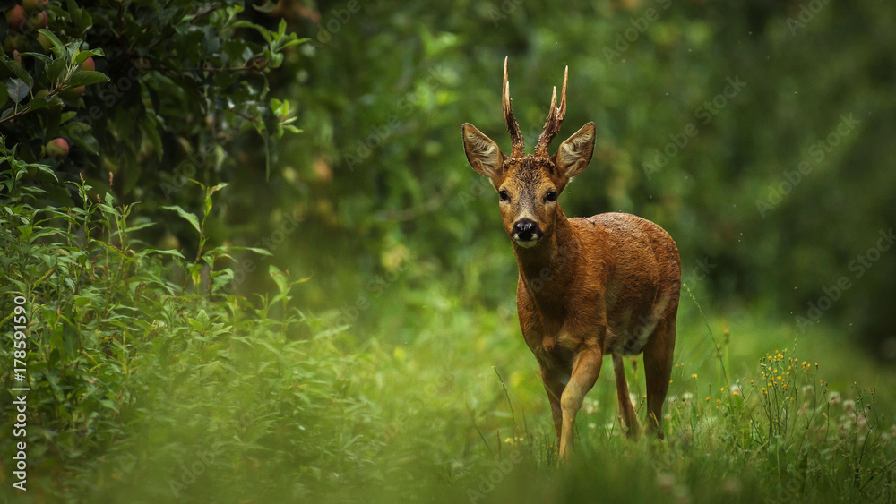 Wild atmosphere Stock Photo | Adobe Stock