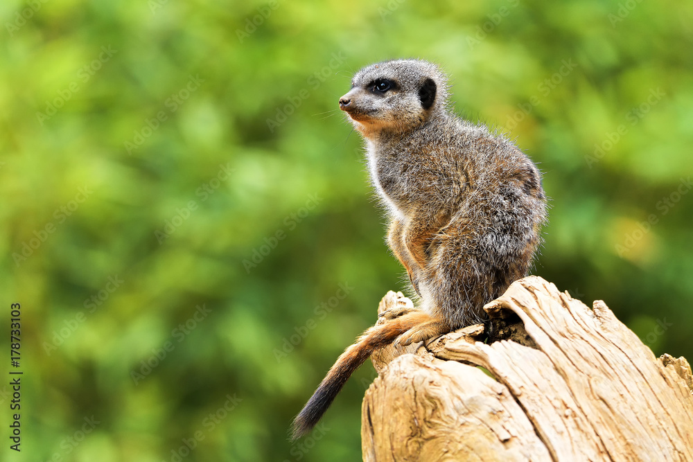 The meerkat or suricate (Suricata suricatta) is a small carnivoran ...