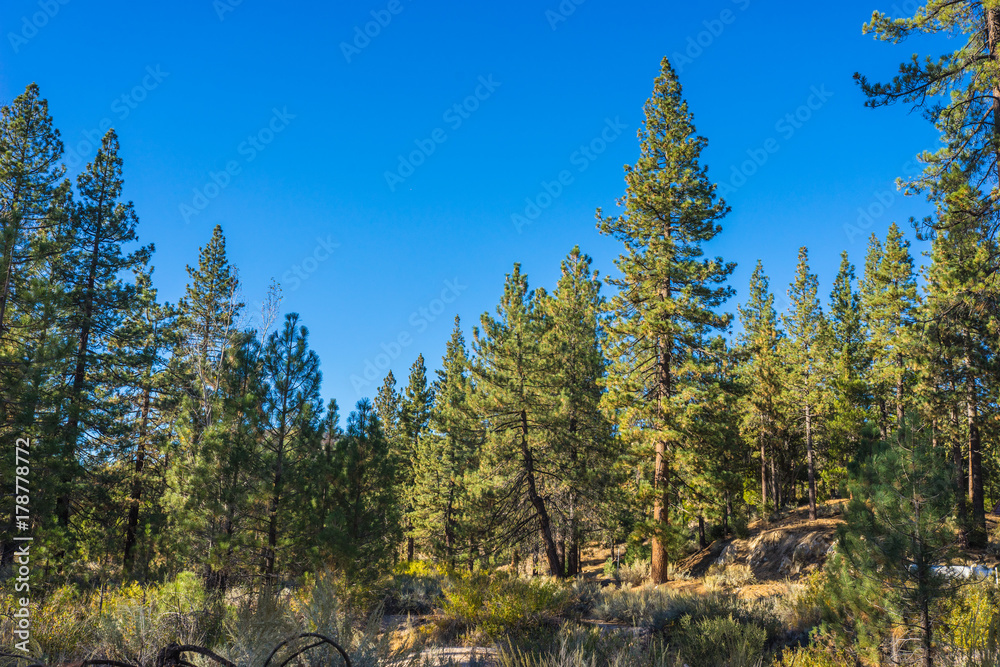Forest of pine trees in the San Gabriel mountains of southern ...