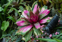 Bromelia Free Stock Photo - Public Domain Pictures