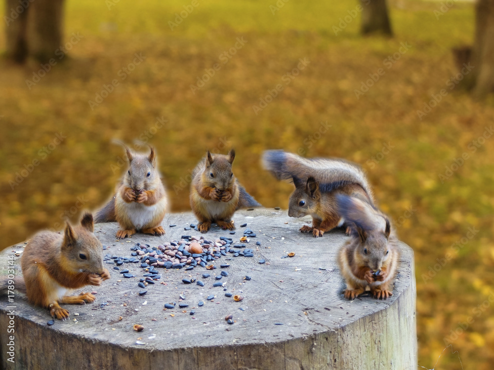 five squirrels sitting on a tree stump eats nuts and seeds. The ...