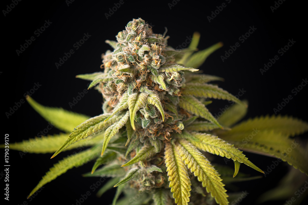 cannabis cola (Thousand Oaks marijuana strain) with visible trichomes ...
