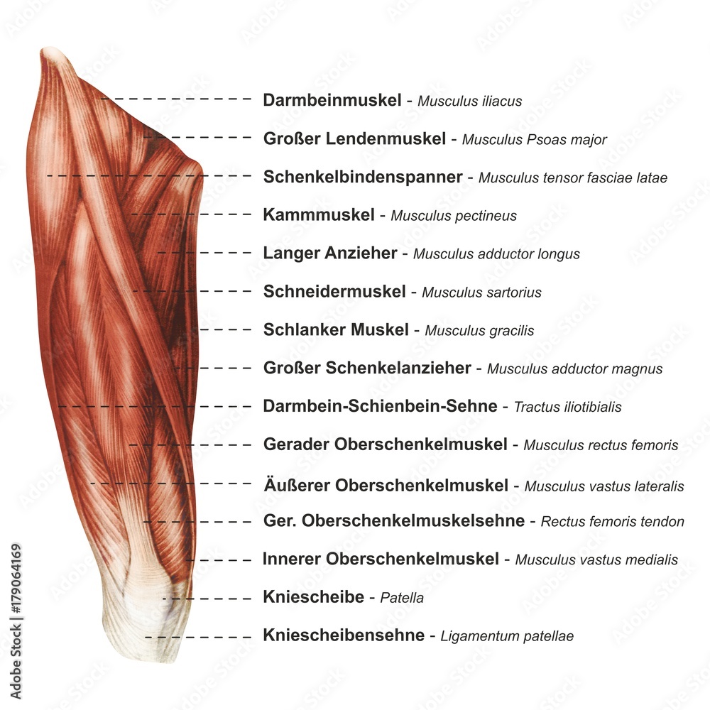 Image vectorielle Stock Oberschenkel Muskulatur frontal medial lateral ...