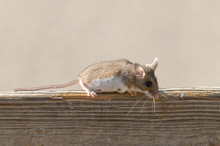 Field Mouse Free Stock Photo - Public Domain Pictures