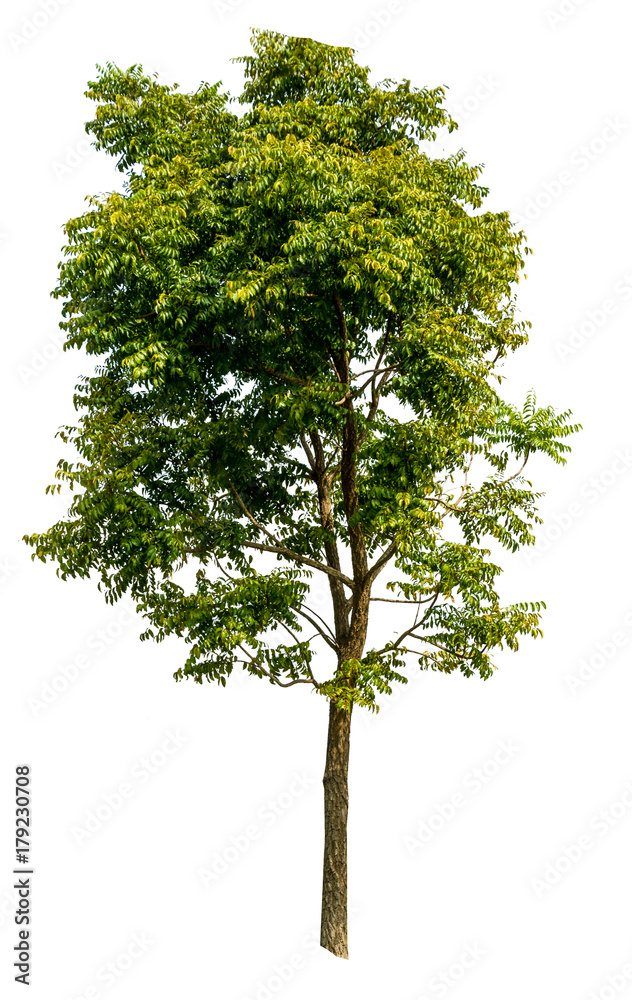 neem tree on white isolate background Stock Photo | Adobe Stock