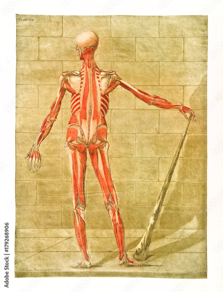 Human anatomy. Main back muscles and tendons. Male body posing without ...