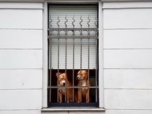 Dog Behind The Window Free Stock Photo - Public Domain Pictures