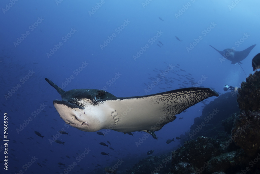 Black spotted eagle ray swimming over the coral reef, Darwin Island ...