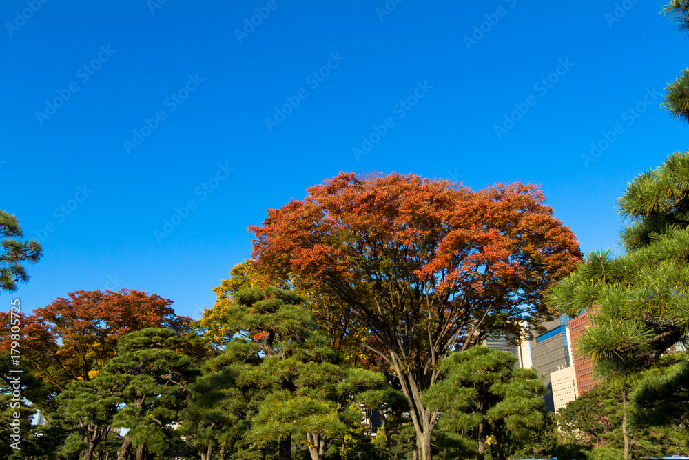 Tokyo central city in autumn / Fall scenery around the Imperial Palace ...