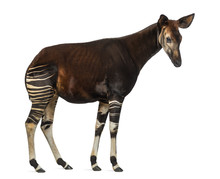 Okapi Free Stock Photo - Public Domain Pictures