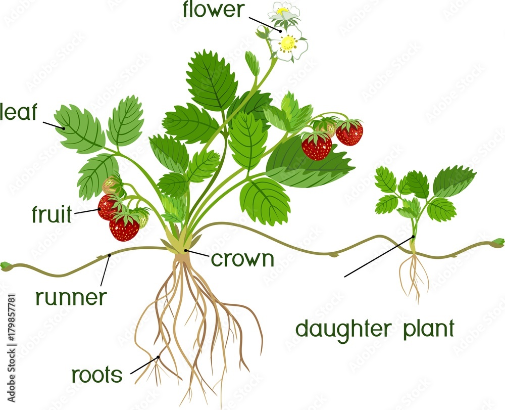 Parts of plant. Morphology of garden strawberry plant with roots ...