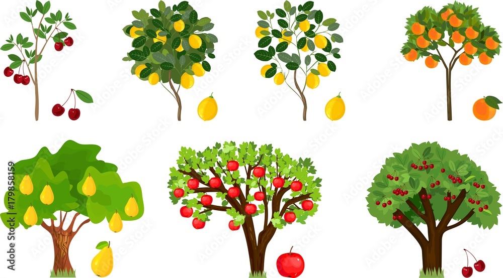 Set of different fruit trees with ripe fruits on white background Stock ...