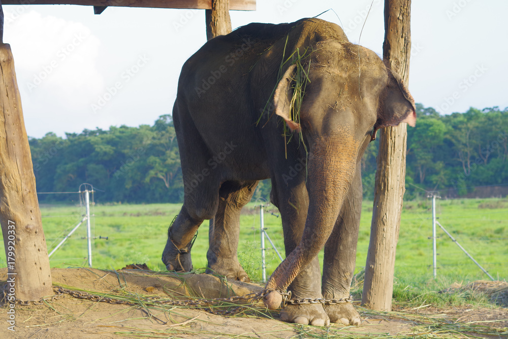 Beautiful elephant chained in a wooden pillar under a tructure at ...