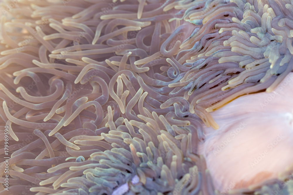 Sea anemones are a group of marine,Sea anemones are classified in the ...