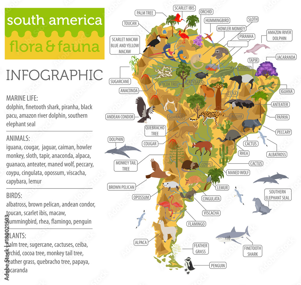 South America flora and fauna map, flat elements. Animals, birds and ...