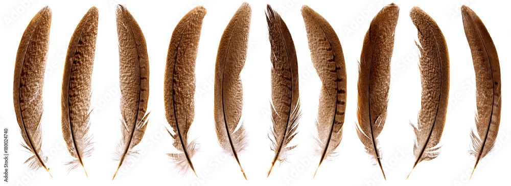 set of beautiful fragile pheasant bird feathers isolated on white ...