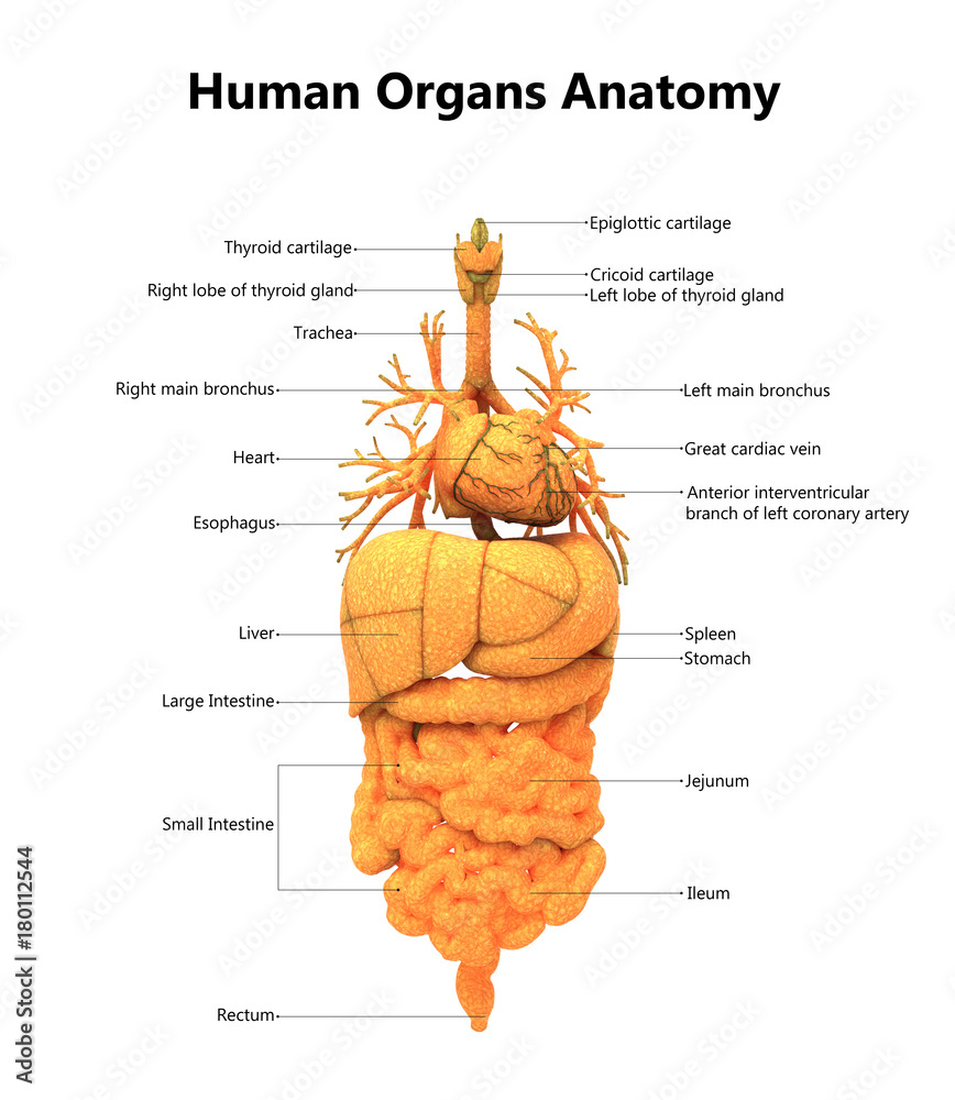 Human Body Organs Anatomy with Detailed Labels Stock Illustration ...