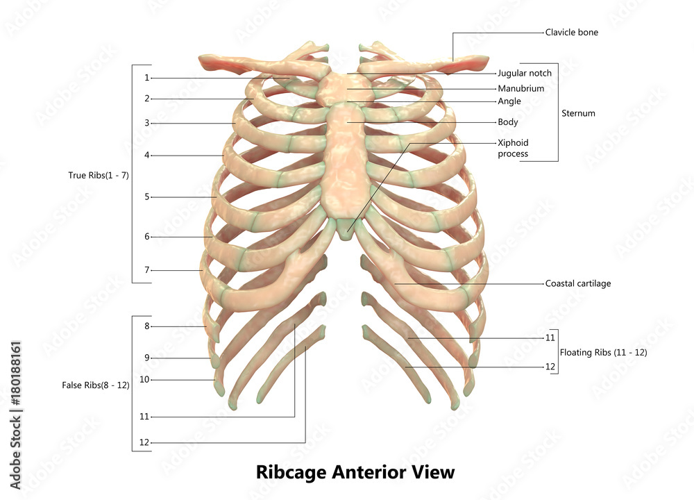 Stock-Illustration Human Skeletal System (Rib cage) Anatomy with ...