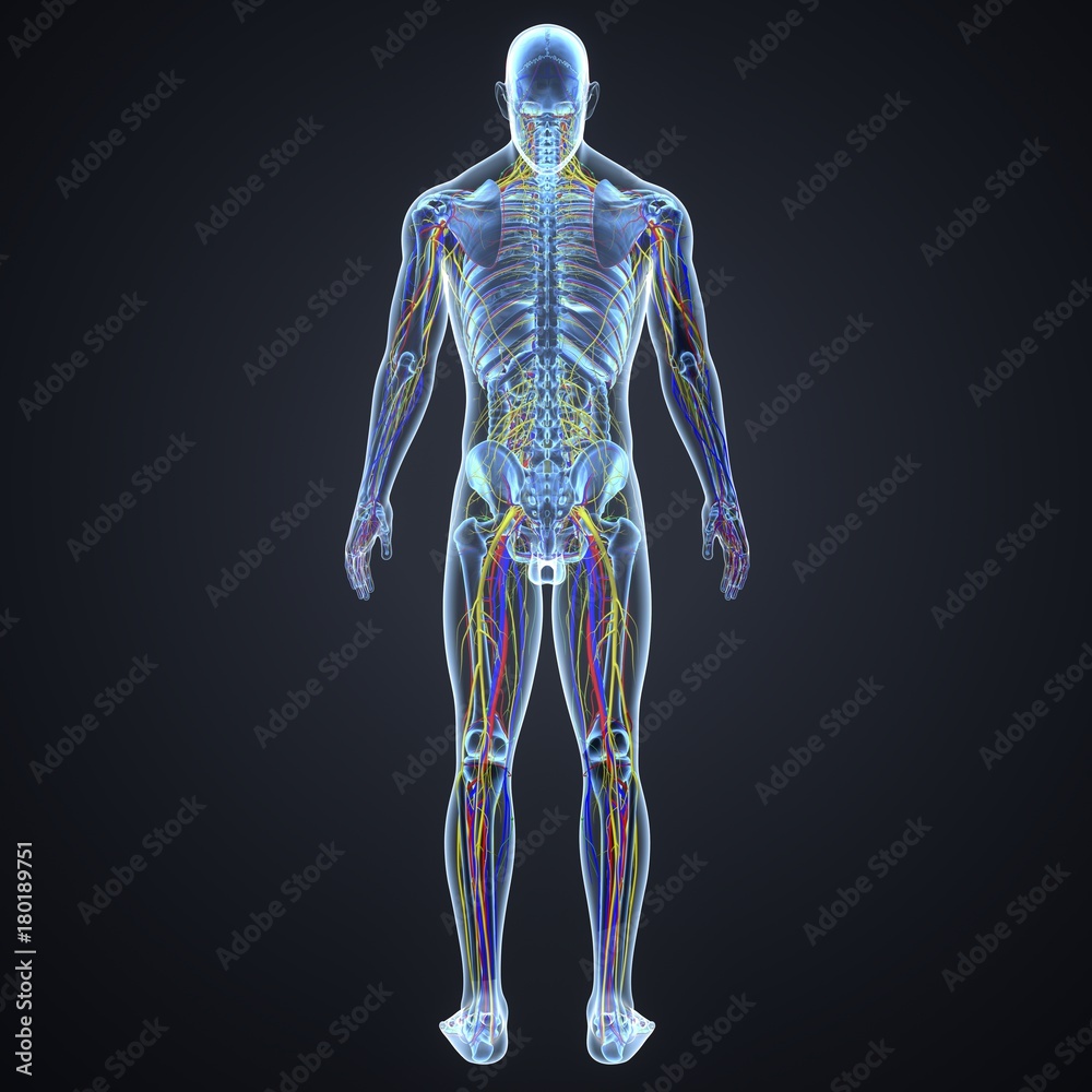 Circulatory system and Lymph Nodes Stock Photo | Adobe Stock