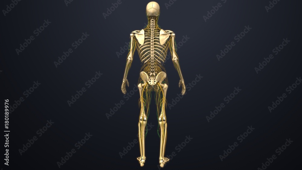Human Skeleton with blood vessels, nerves, arteries and veins Stock ...