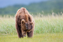 Bears Scratch Free Stock Photo - Public Domain Pictures