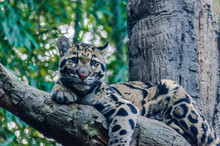Clouded Leopard Free Stock Photo - Public Domain Pictures
