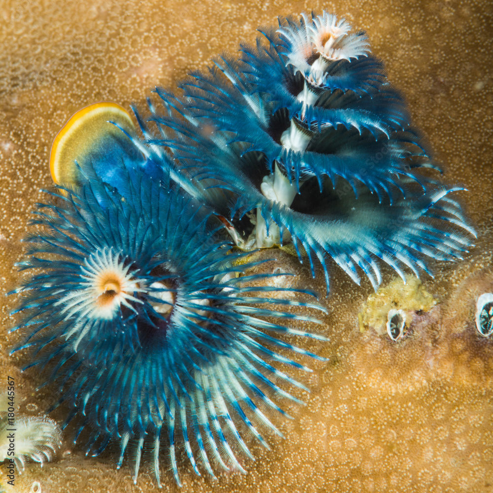 Spirobranchus giganteus, commonly known as Christmas tree worms, are ...