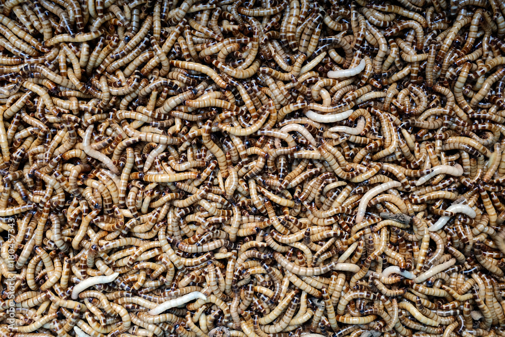 Larvae Hermetia illucens, the black soldier fly Stock Photo | Adobe Stock