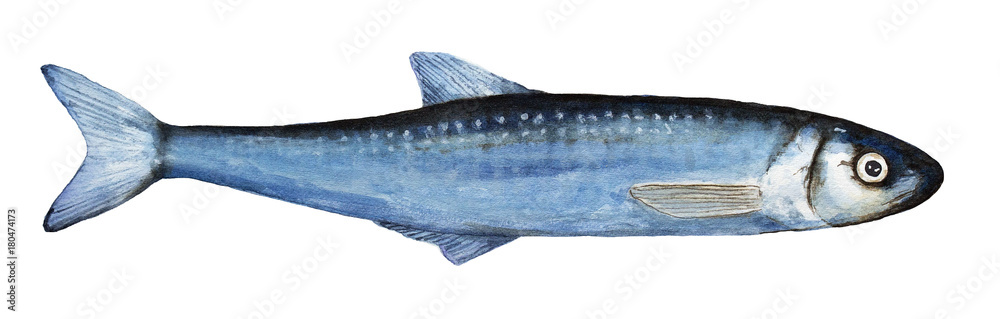 Watercolor single smelts fish illustration. Top view, blue colors ...