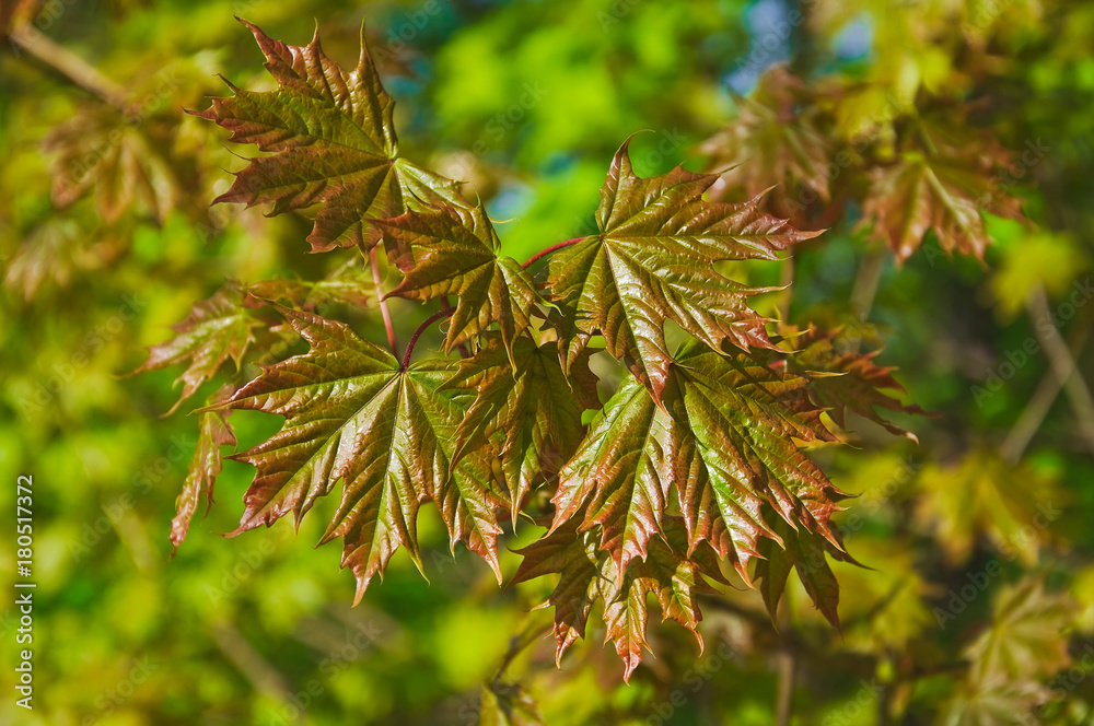 Fresh, young expanded leaves of the Norway maple (Acer platanoides) in ...