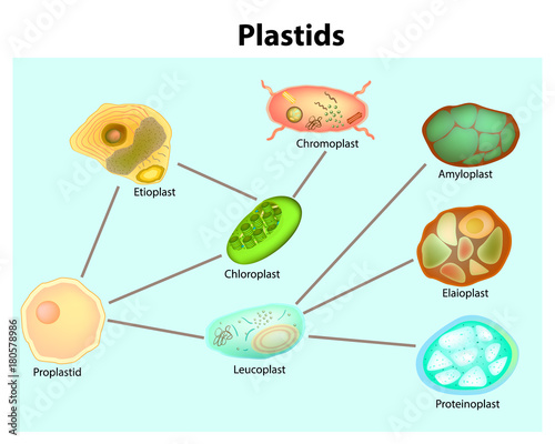 Plastids in plants Stock Vector | Adobe Stock
