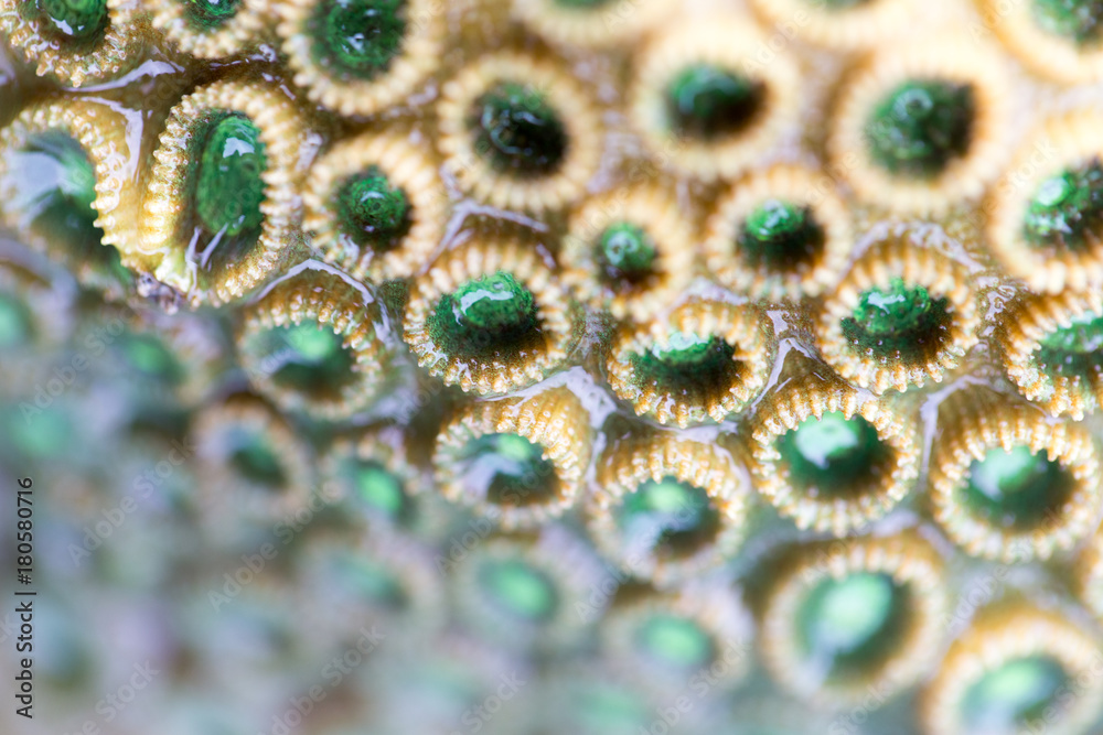 Coral reefs are built from stony corals, which in turn consist of ...