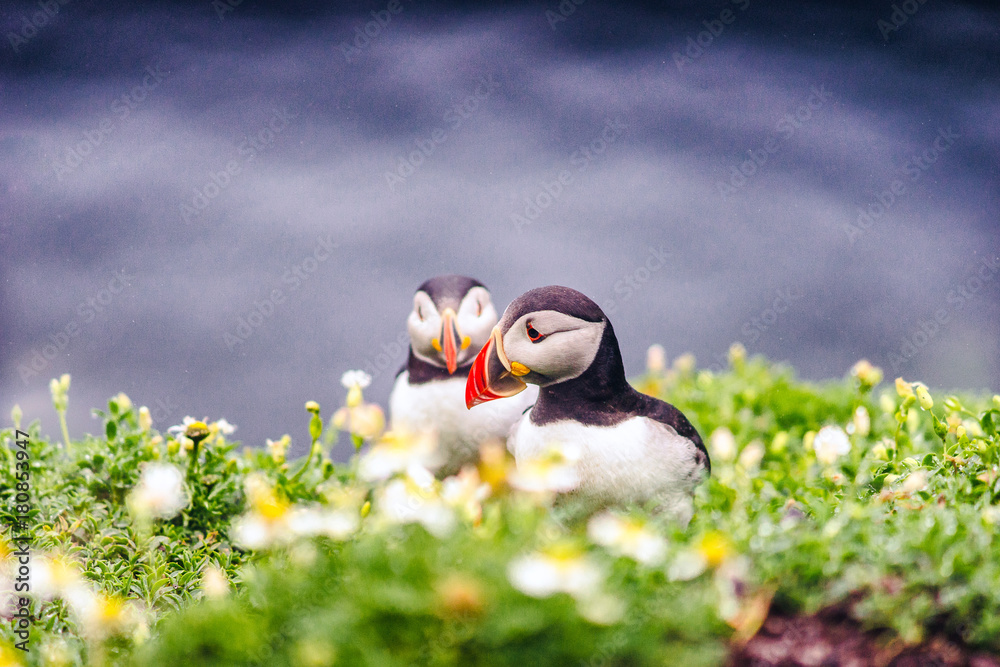 Skellig Puffins, Wild Atlantic Way wildlife shoot Stock Photo | Adobe Stock