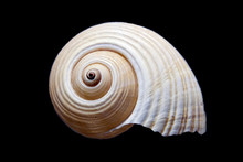 Sea Snails Free Stock Photo - Public Domain Pictures