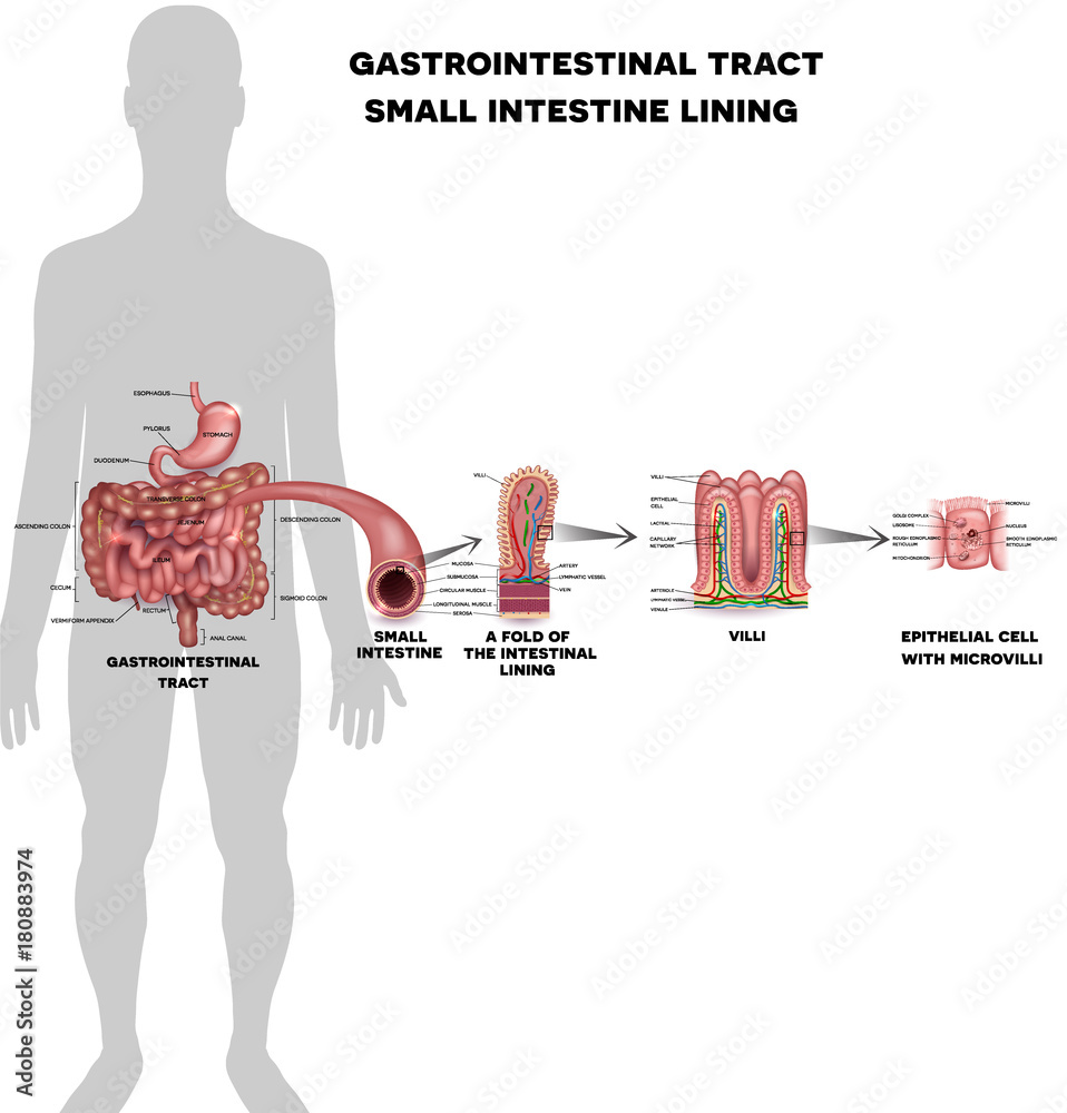 Small intestine lining anatomy, a fold of the intestinal lining, villi ...