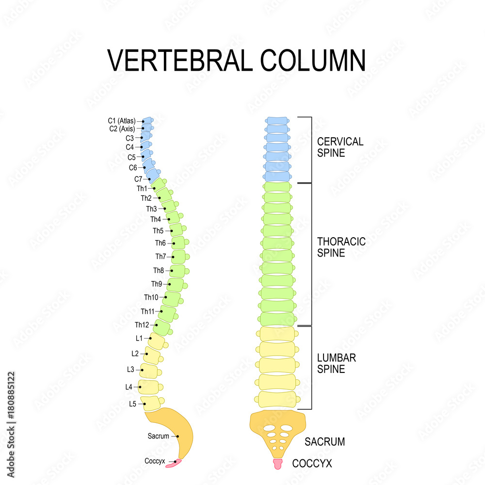 Vertebral column. Numbering order of the vertebrae of the human spinal ...