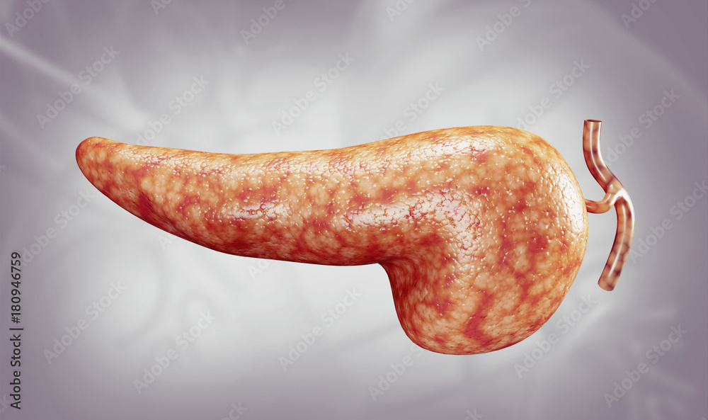 Human Gallbladder and Pancreas Anatomy Stock Illustration | Adobe Stock