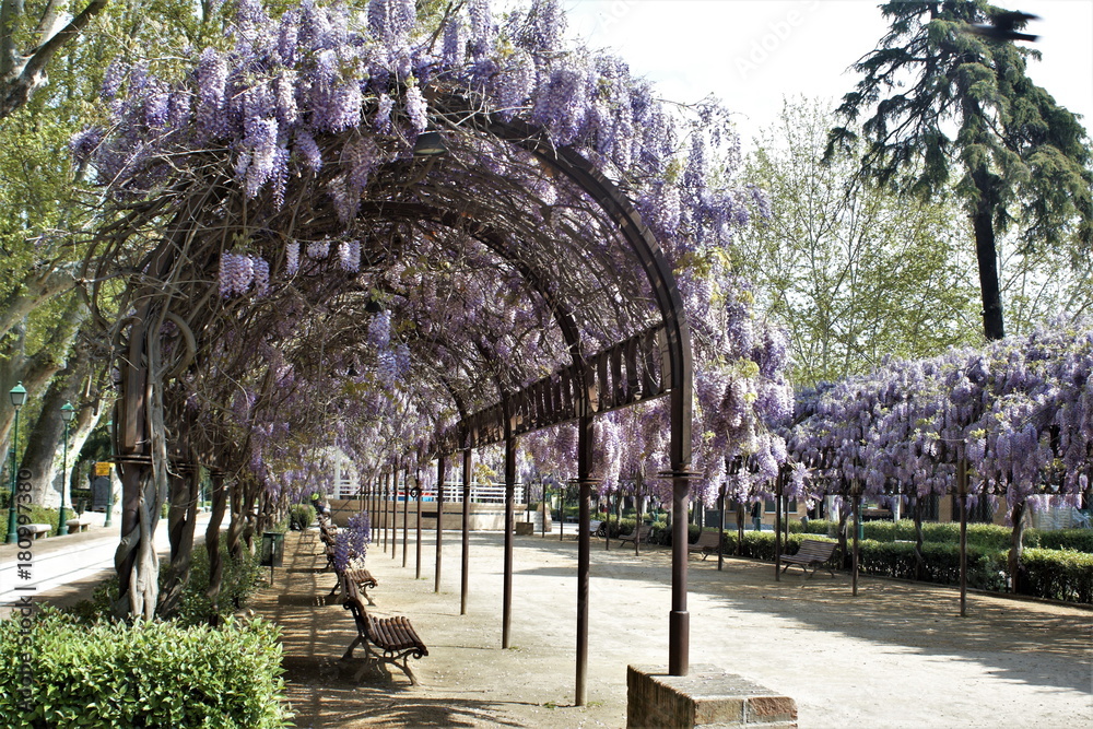 Photograph of wisteria, glicinias, in bloom, in the middle of spring ...