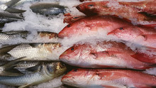 Fish Market Free Stock Photo - Public Domain Pictures
