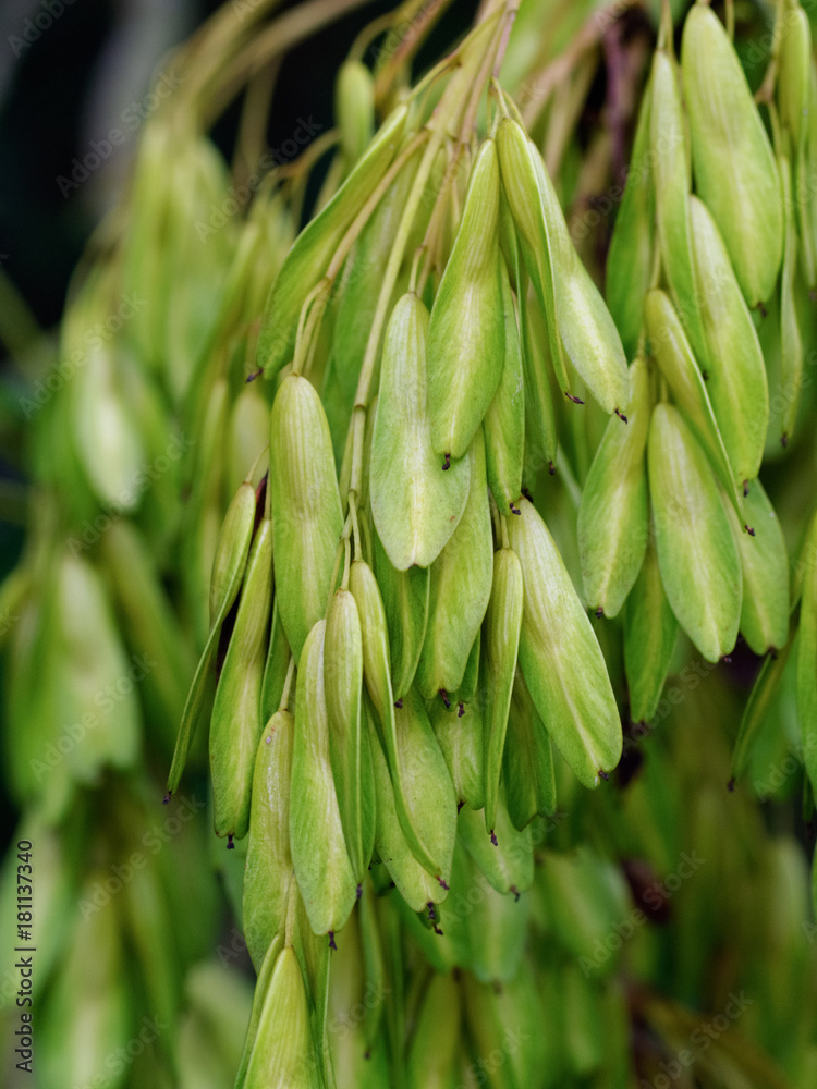 Seeds of the Ash Tree (Fraxinus sp.) Stock Photo | Adobe Stock