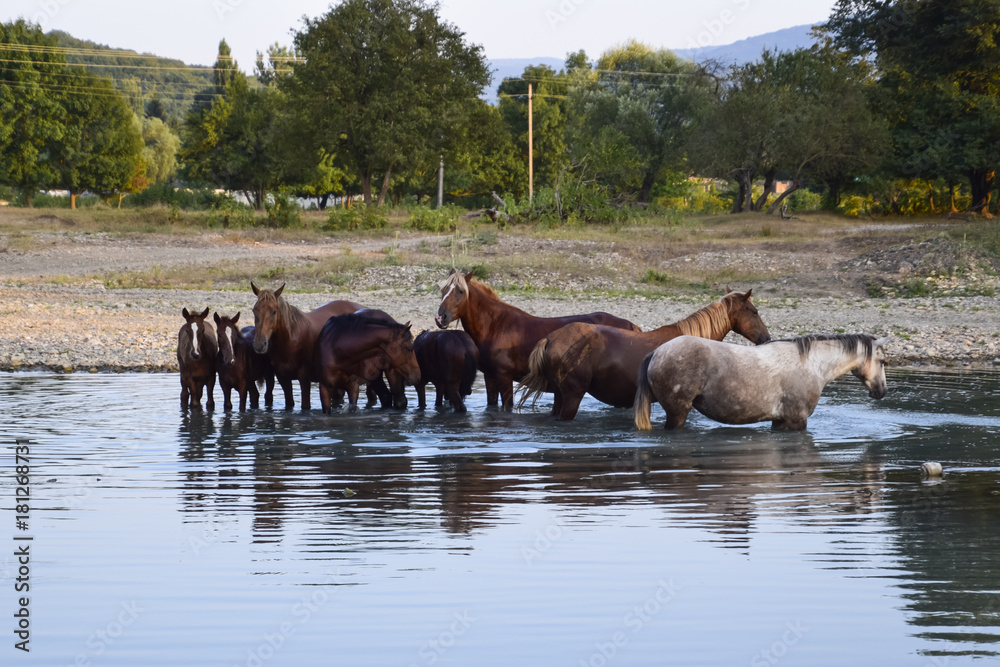 Horses walk in line with a shrinking river. The life of horses Stock ...