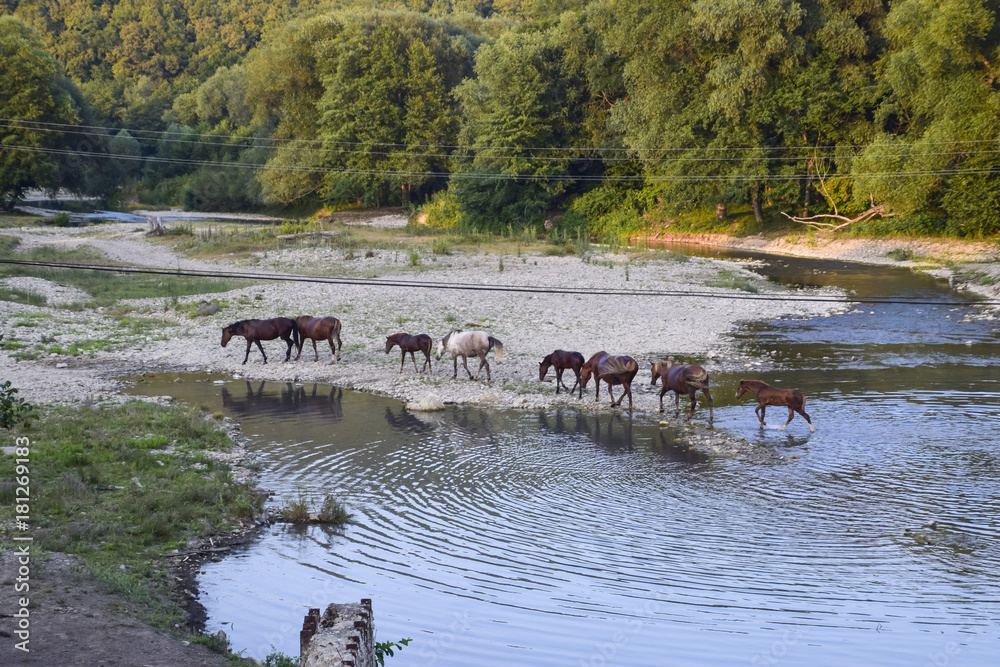 Horses walk in line with a shrinking river. The life of horses Stock ...