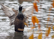 Domestic Cayuga Duck Free Stock Photo - Public Domain Pictures